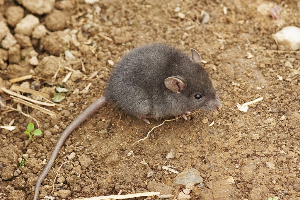 IMAGENES: Raton de campo