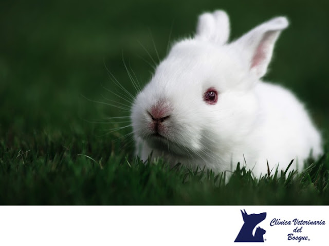 TIPS PARA MASCOTAS: ¿Por qué los conejos blancos tienen ojos rojos ...