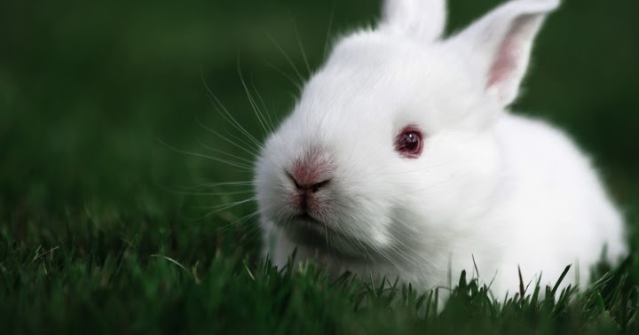 TIPS PARA MASCOTAS: ¿Por qué los conejos blancos tienen ojos rojos ...