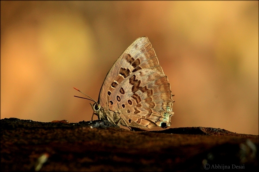 Winged jewels: Butterflies feeding on tree sap