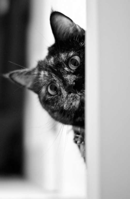 Invisible Cats | sizzerspedia