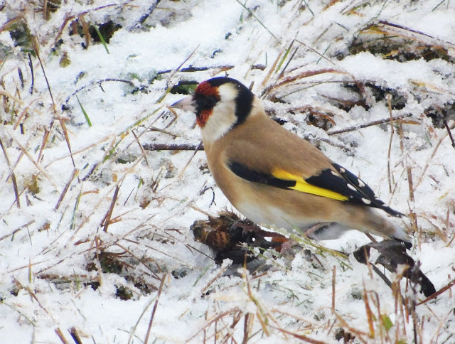 PASARI DIN ROMANIA: STICLETE, Carduelis carduelis