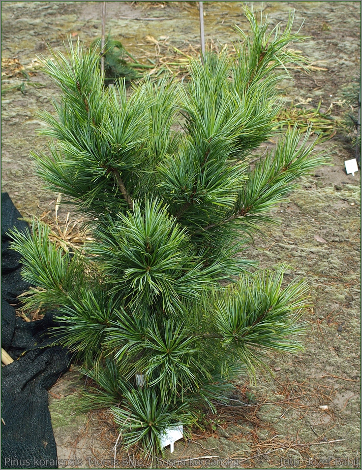 Plant Gallery - Encyklopedia Roślin: Pinus koraiensis 'Morris Blue ...