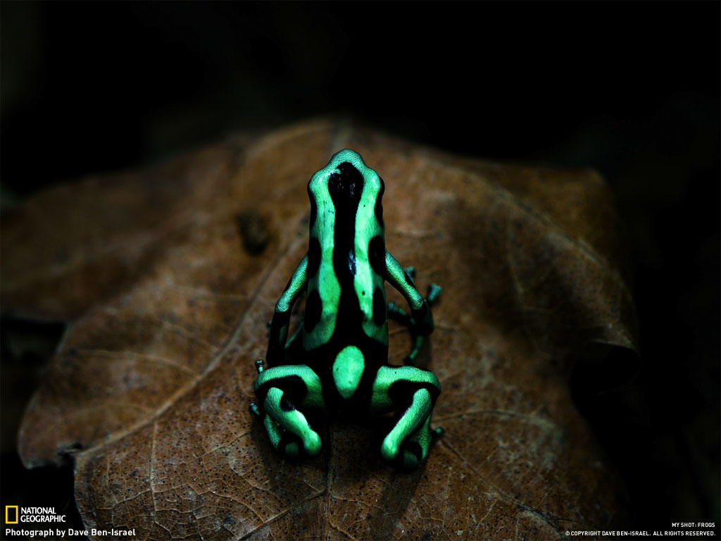 Imagens da natureza: Sapo