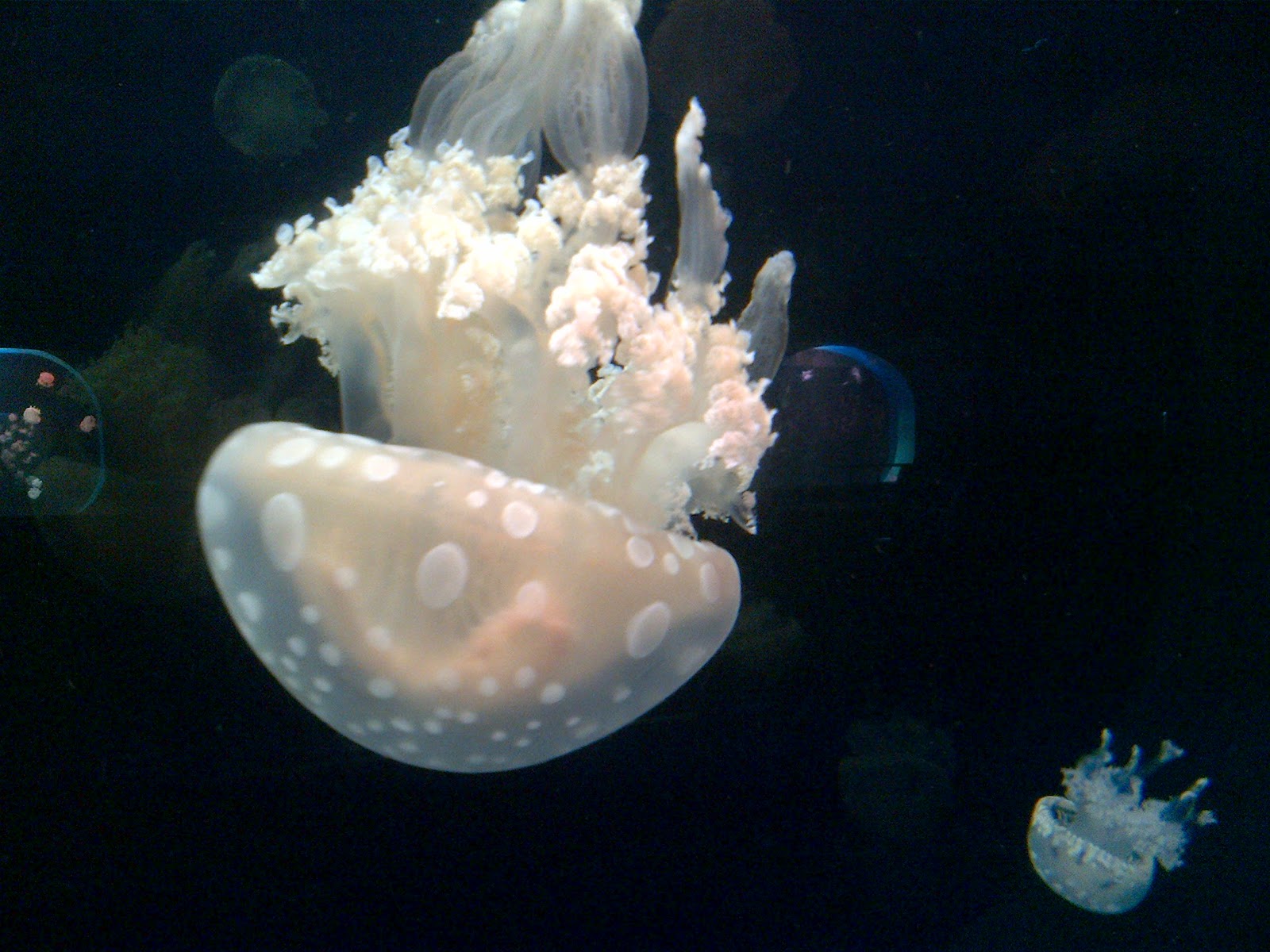 graceful sea jellies