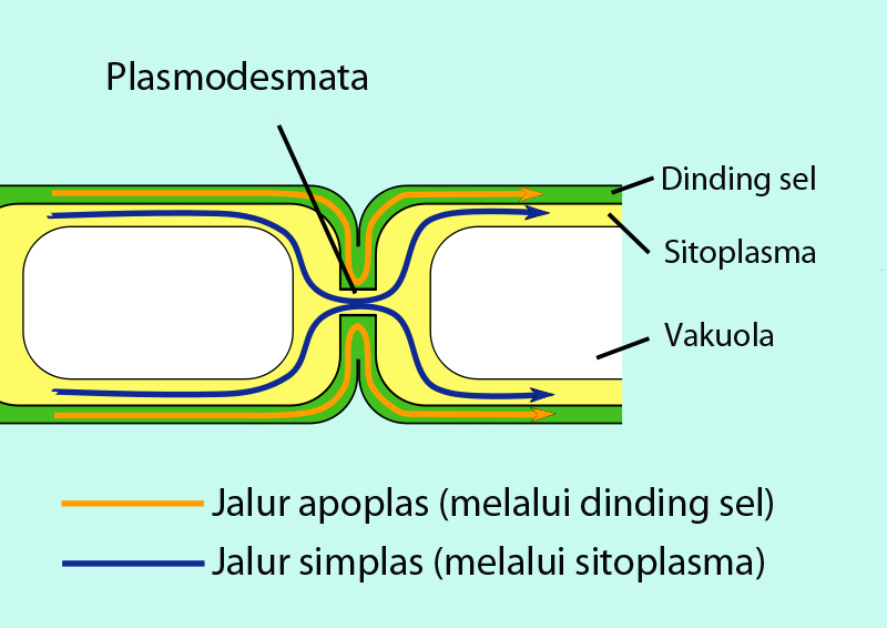 Apa Itu Plasmodesmata? - JURNAL KU