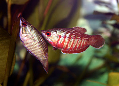 Variedades de Guramis y Colisas ~ Fan del Pez