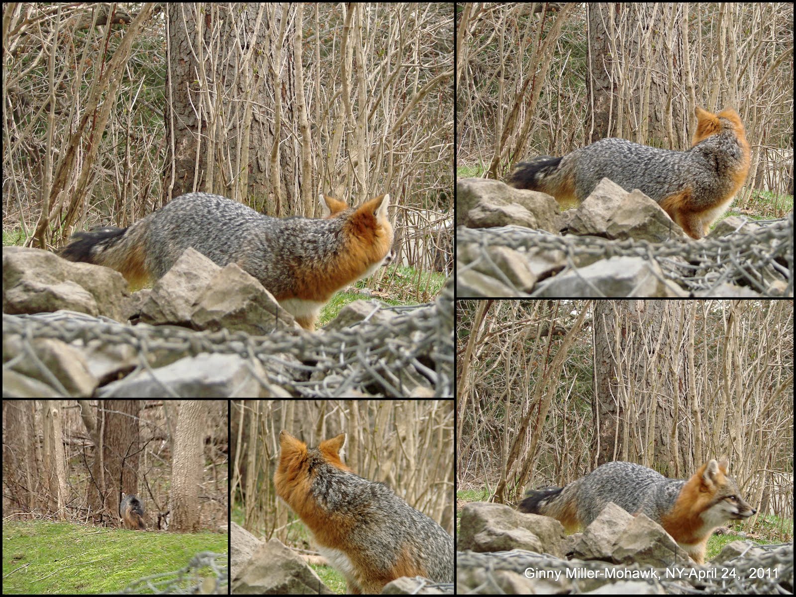 Photography By Ginny: Female Gray Fox-April 24, 2011