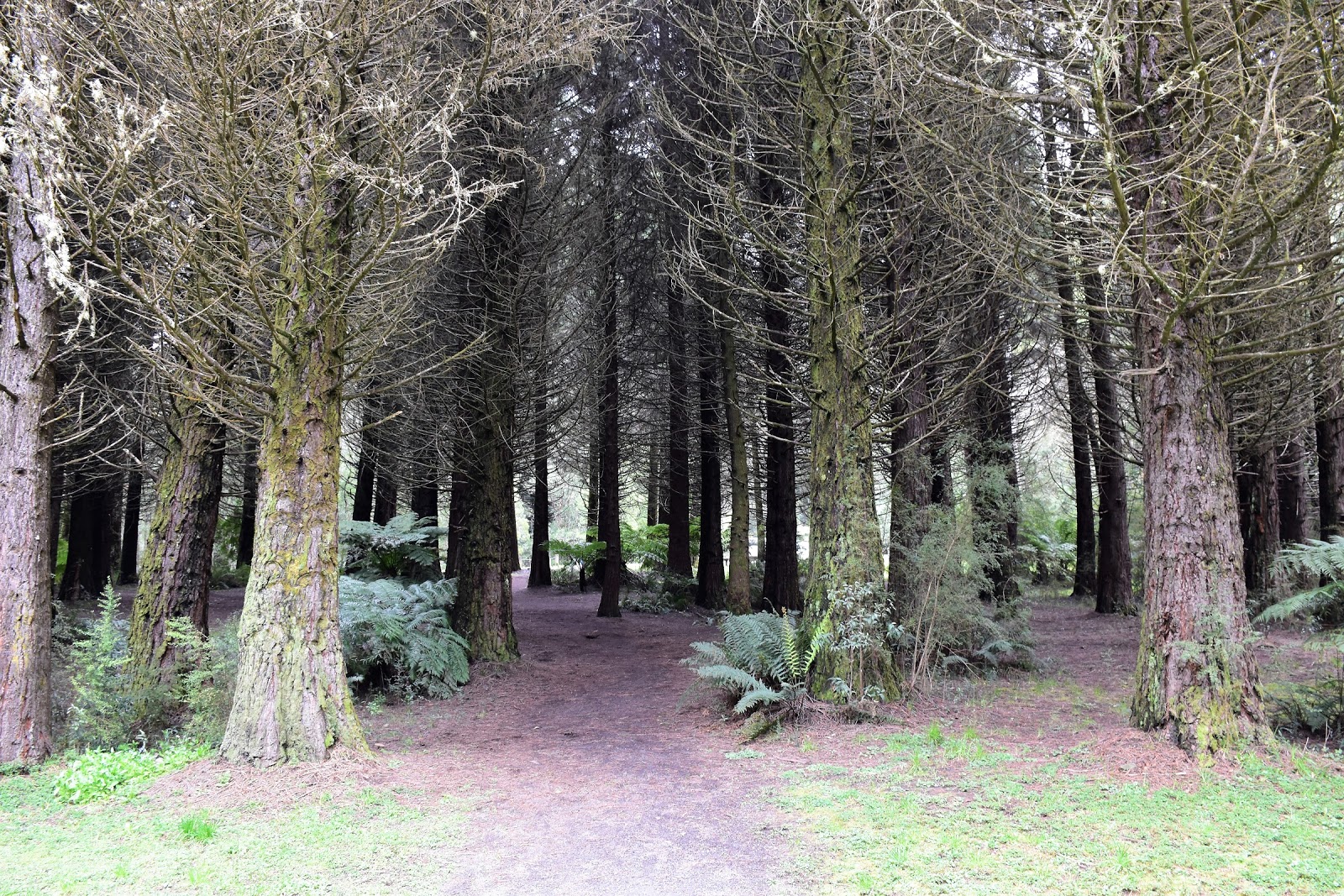 Goin' Feral One Day At A Time: Stevensons Falls, Otway Forest Park ...