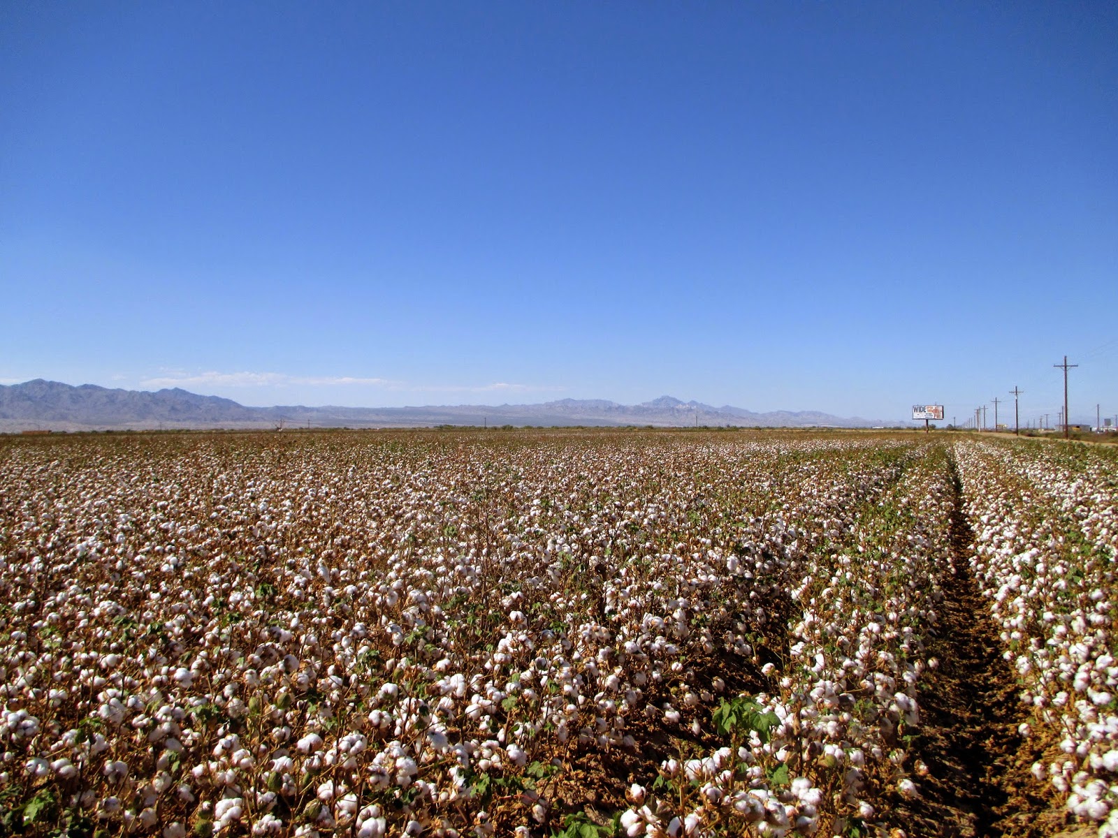 Today Around Coventry: Postcard from Arizona - Cotton Fields