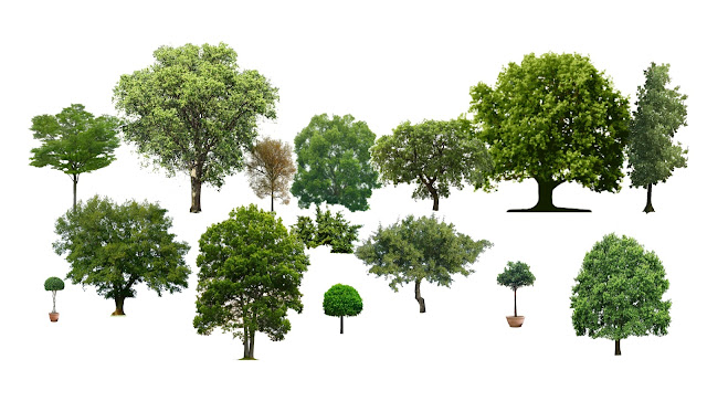 [SKETCHUP] 2D TREE FOR CONCEPT (PART 3) - ANARCHIVN