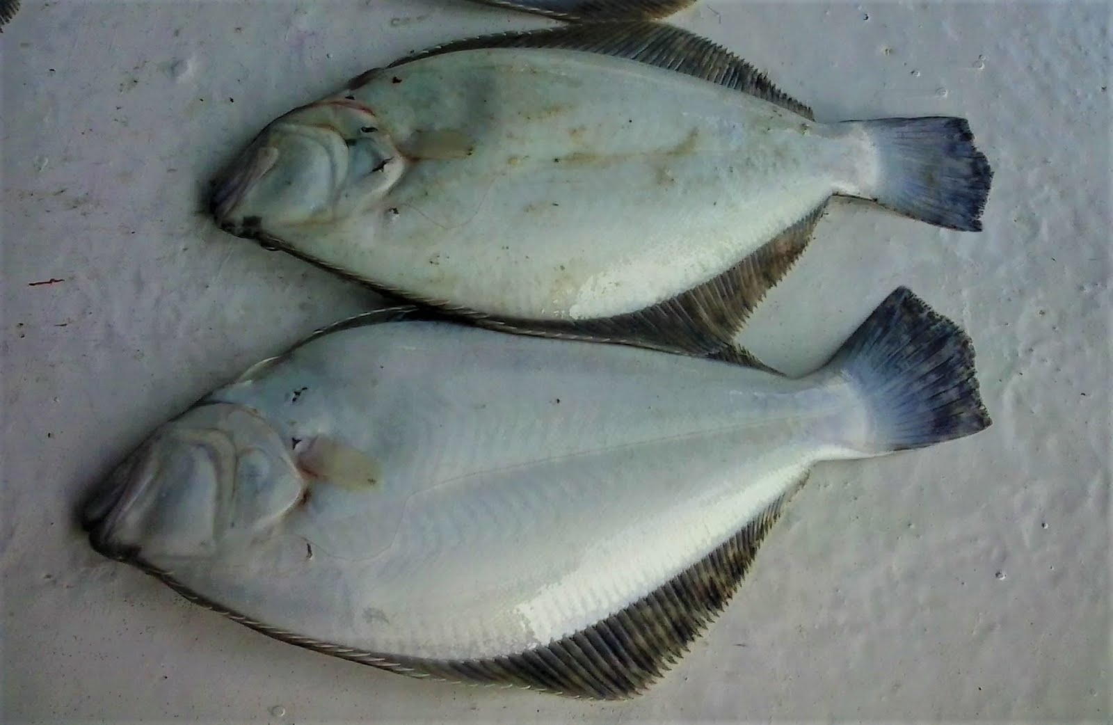 The Humboldt Current System: Islas, Islotes y Puntas Guaneras del Perú ...