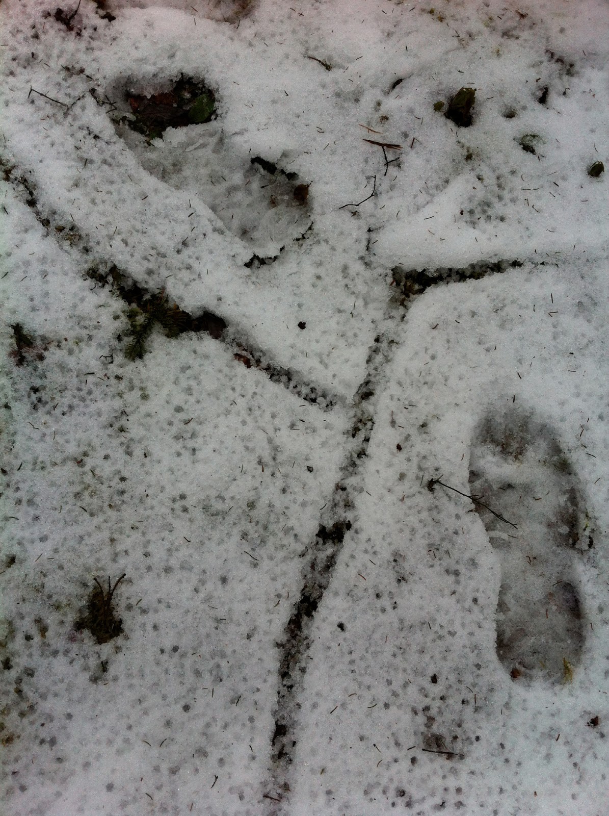 Mammals of Nova Scotia with Mr. Rimlinger