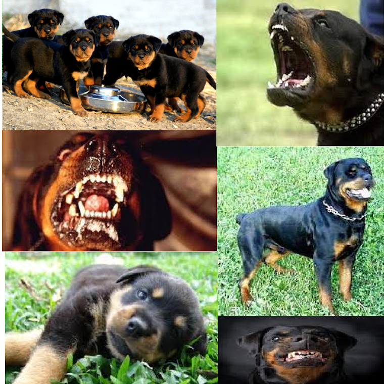 Vida de perros/ Rottweiler furioso