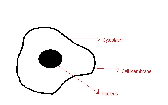 Your Science Questions: Simple Animal Cells