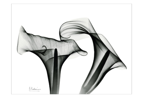 .: Albert Koetsier Beyond Light