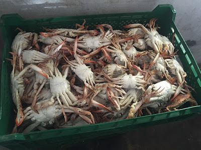 Crab Export Business - Mud Crab Exporters, Mud Crab Manufacturers, Mud ...