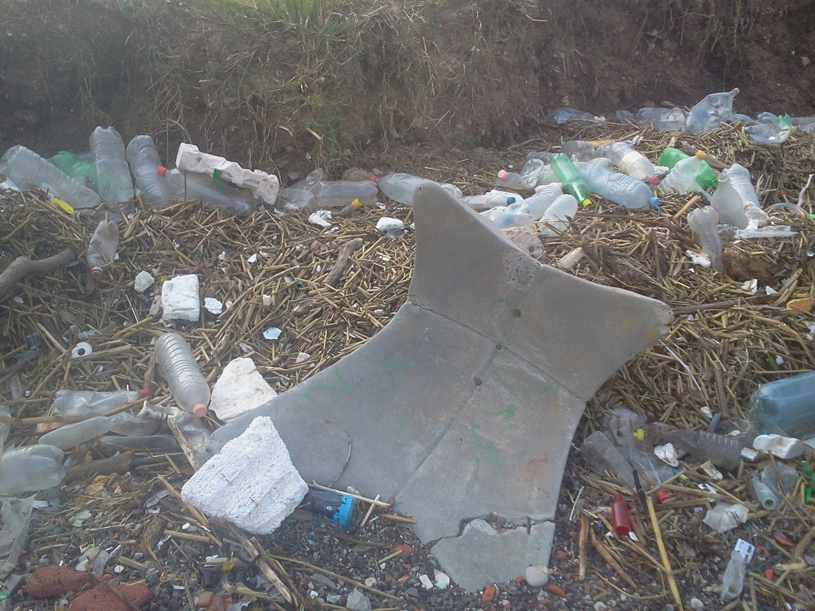 Jardín nativo: El Delta y sus desmanejos... Protejamos a los juncales.