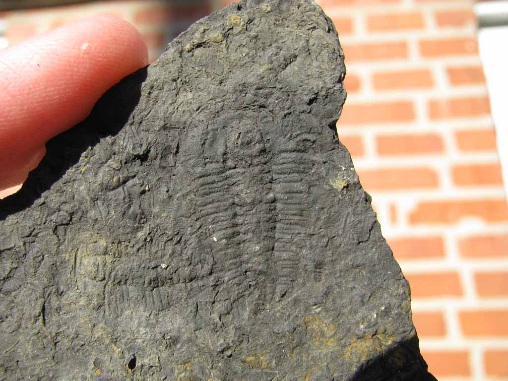 Views of the Mahantango: Olenus & Ctenocephalus Trilobites from Sweden