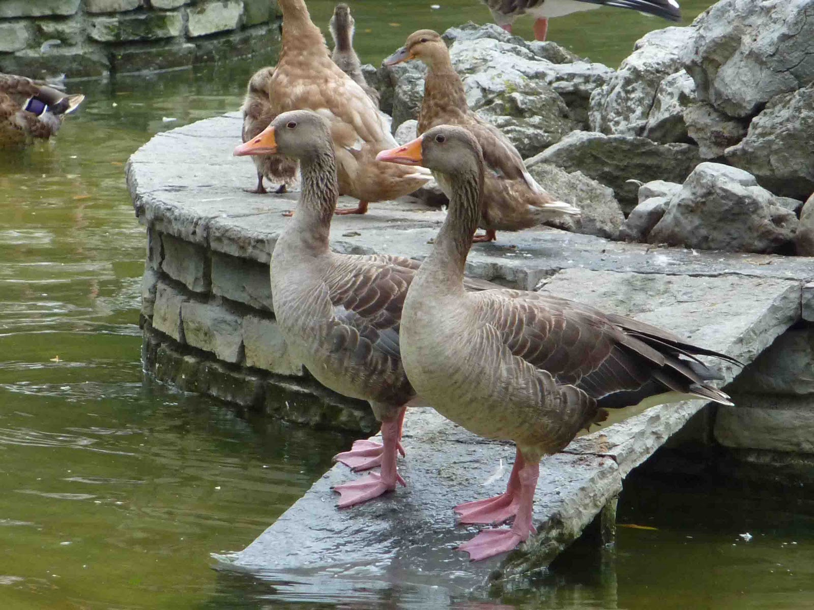 Anita de Arbués: PATO PITO Y PATA PITA