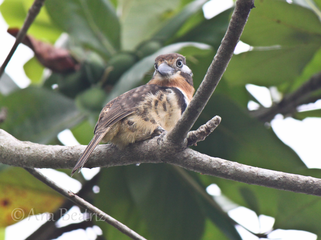 Aventura fotográfica: Bobito punteado, Coludo, Tol o Buco bobito ...