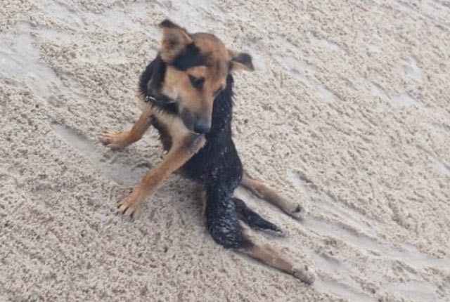 Fauna Urbana Villa María: Una modelo canadiense ayudó a un perro ...