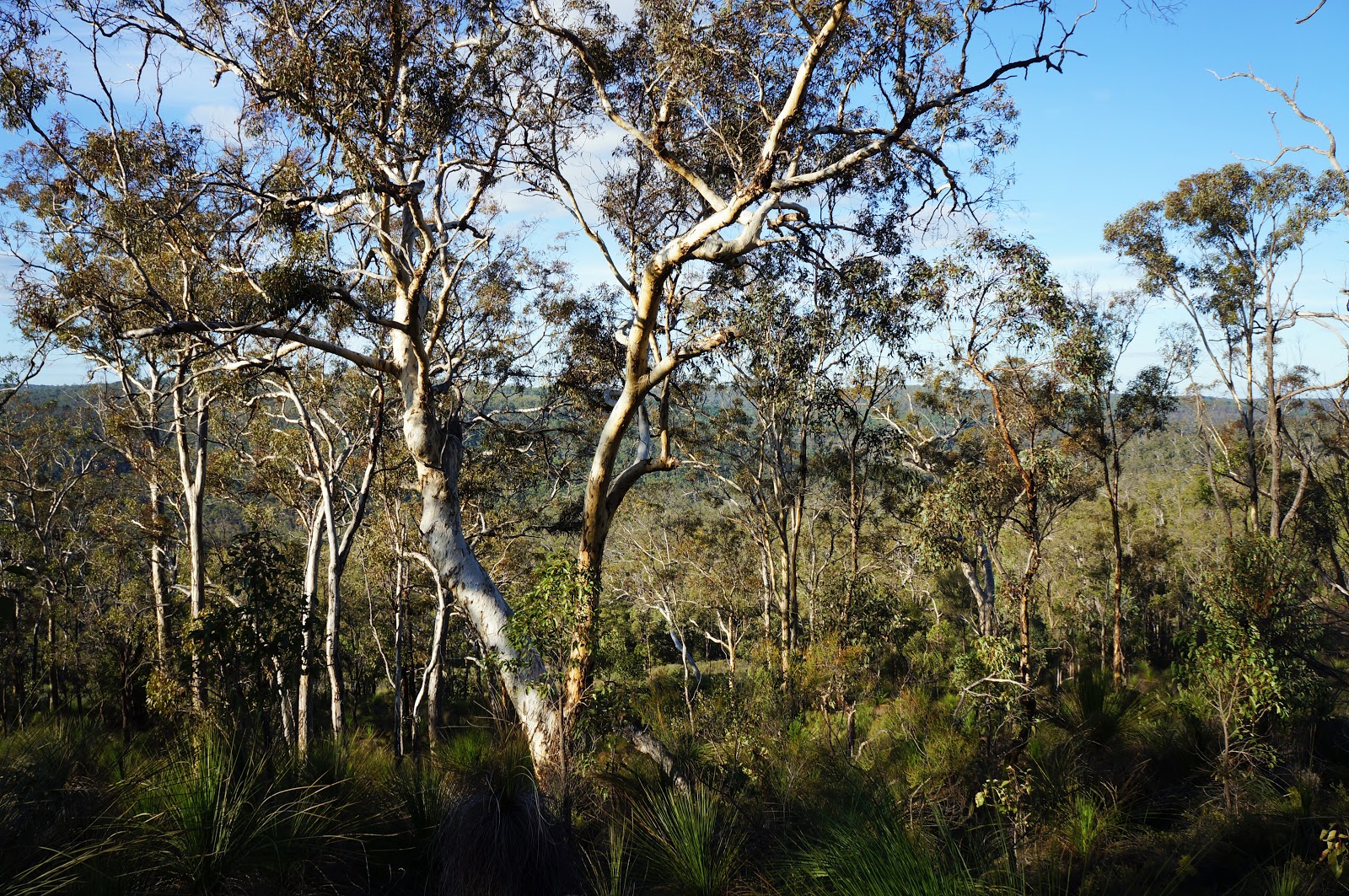 The Dell to South Ledge (Beelu National Park) ~ The Long Way's Better