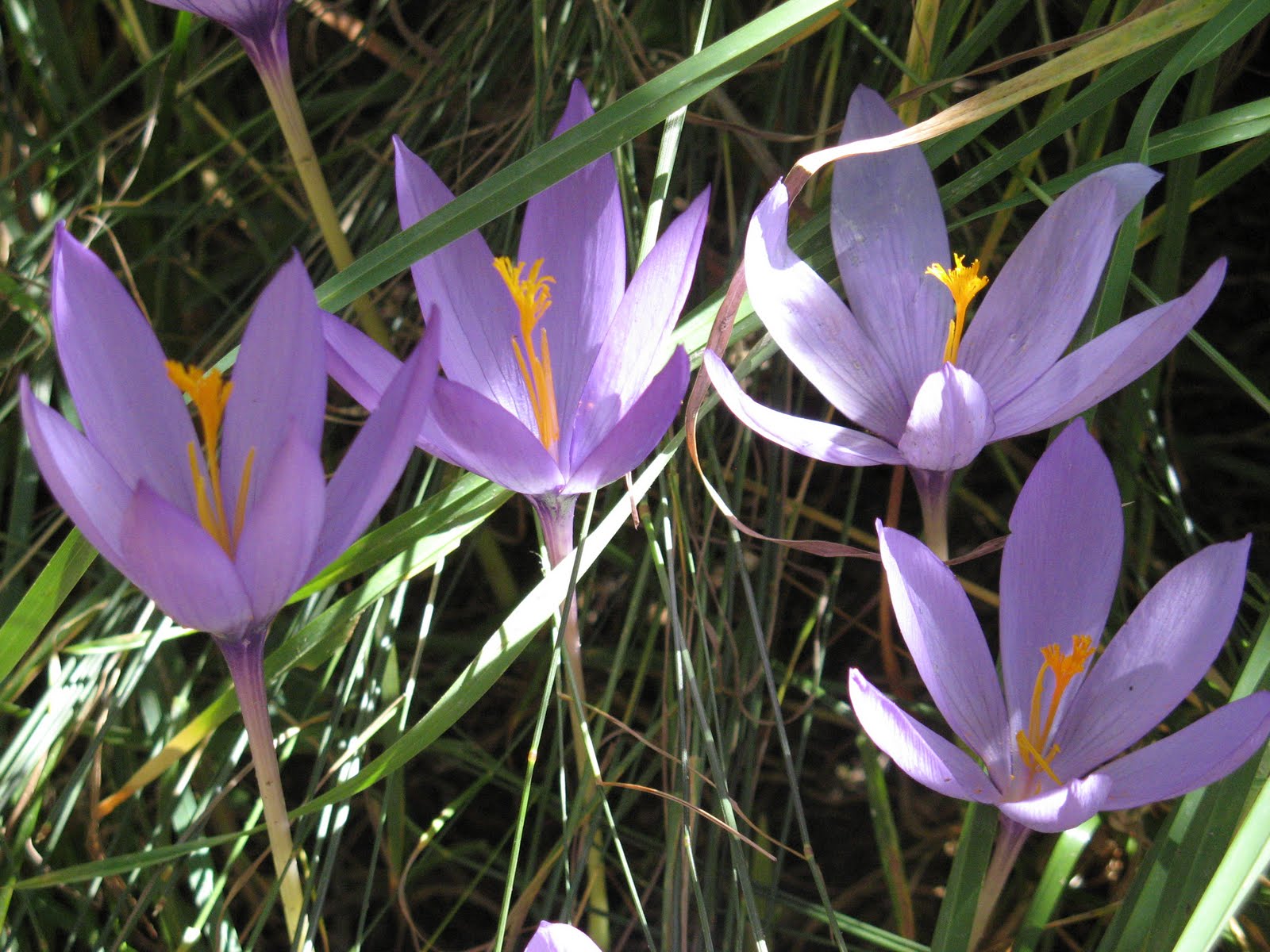 Imágenes de flores y plantas: Azafrán Silvestre