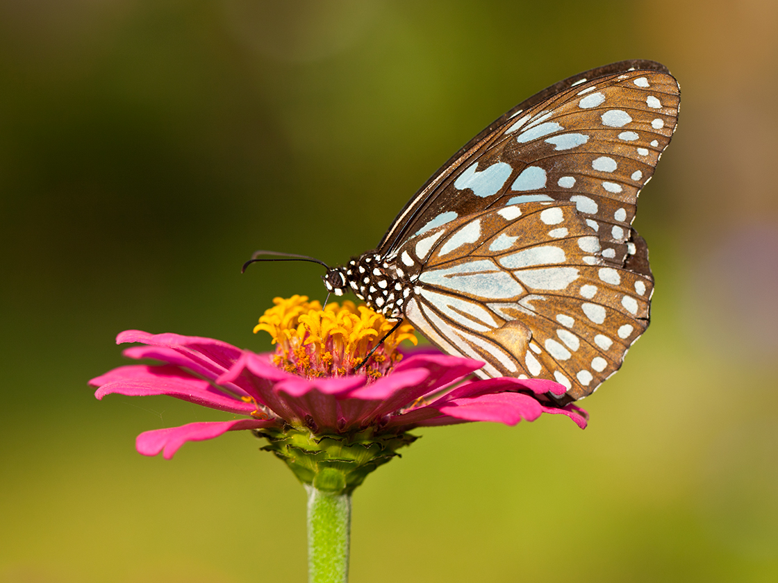 School Of Digital Photography: When to Photograph Butterflies