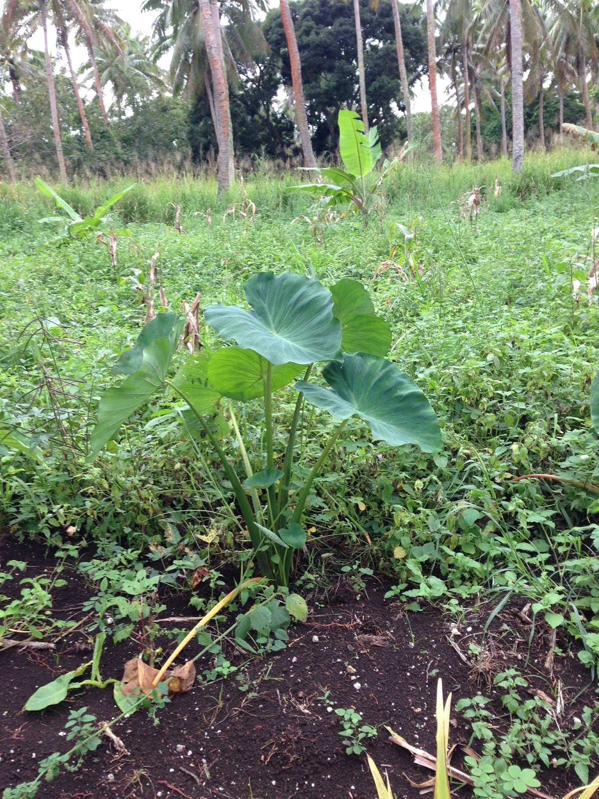 Teach Me To Tonga: What would you grow?