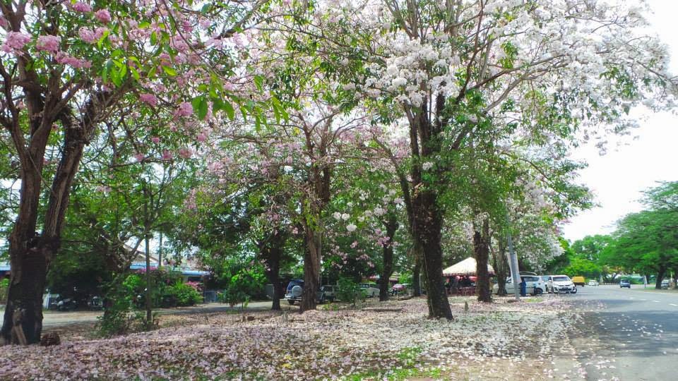 Keindahan Musim Bunga Sakura di Alor Setar ,Kedah - Ira Mommy Si Kembar