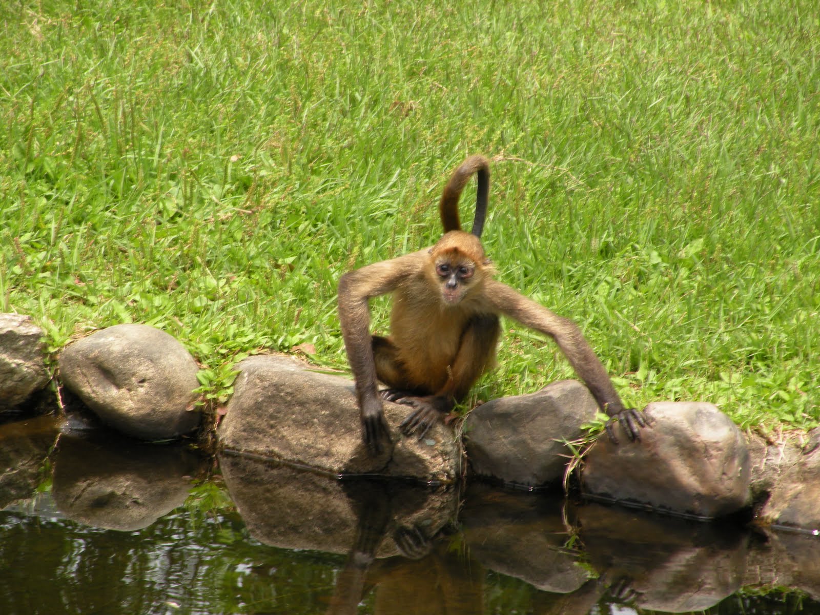 Vacations, etc.: Japan Day 3 - Nagoya monkey park