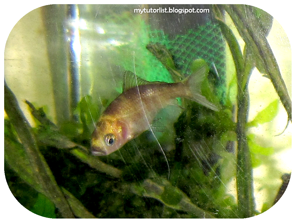 Baby Goldfish 2 Months Old - Changing Colours : Behind Mytutorlist.com