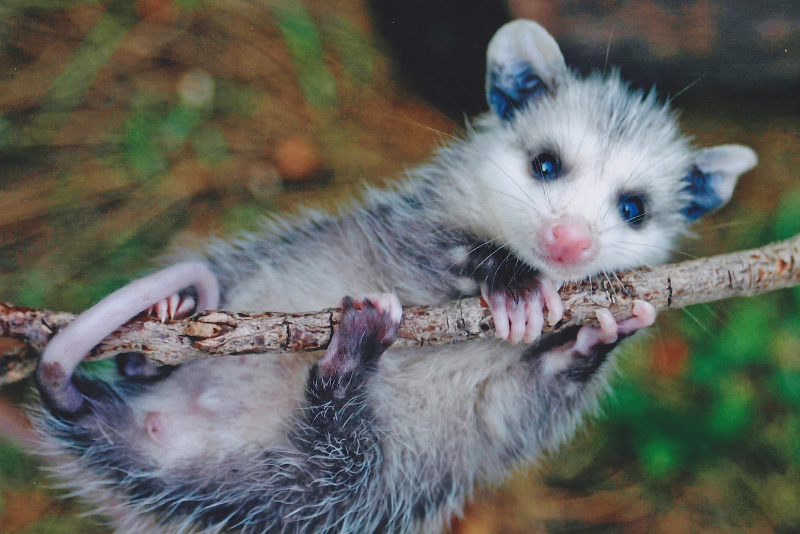 Volunteers for Wildlife