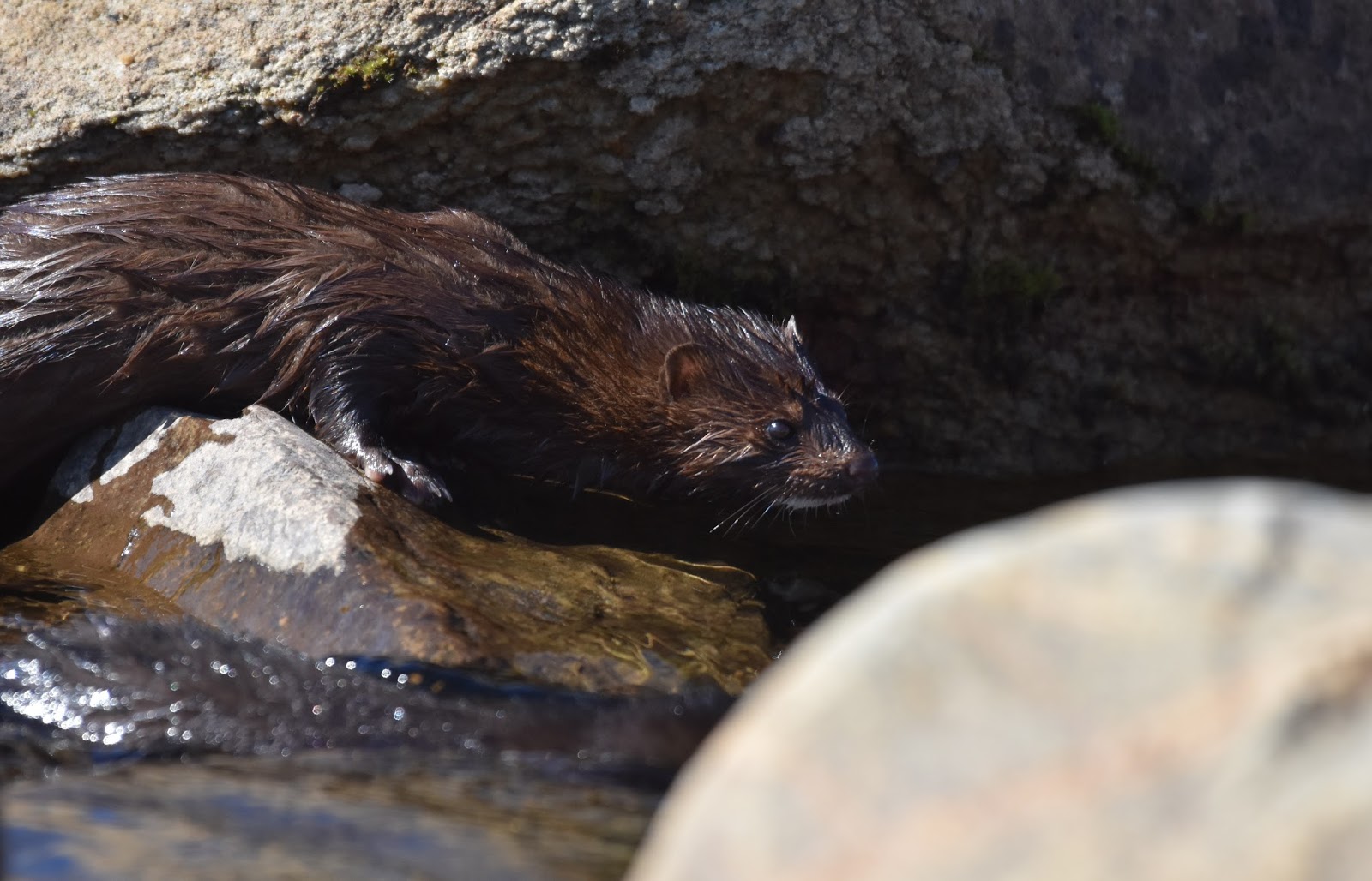 Villen luontohavainnot: Retki Varanginvuonolle (Oppi fjellet!)
