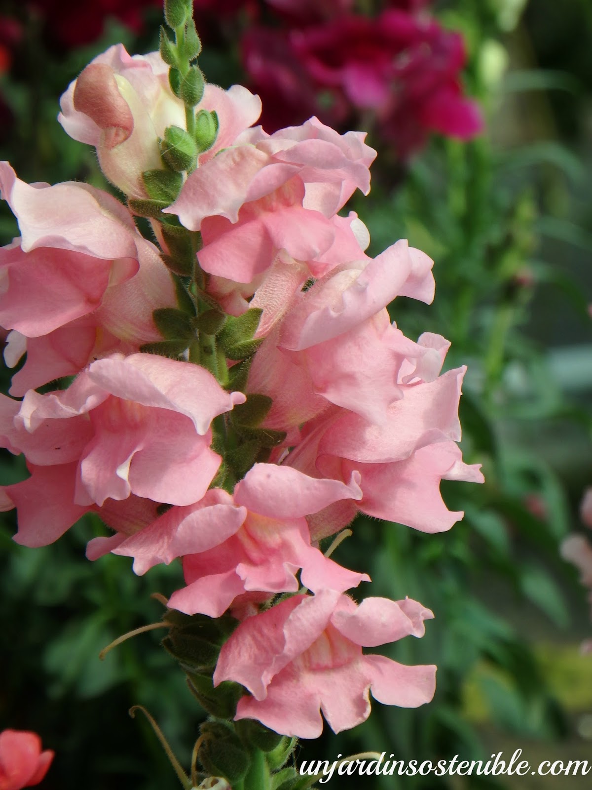 Antirrhinum majus (Antirrino, Boca de dragón, Dragonaria etc.)