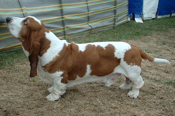 Basset Hound Animal Information And Pictures | All Wildlife Photographs