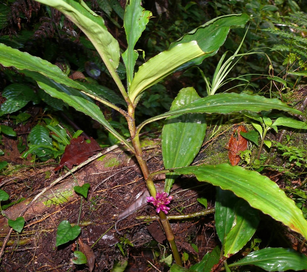 ALAM TUMBUHAN: KELUARGA SERUAS / SERUASIA (Commelinaceae family)