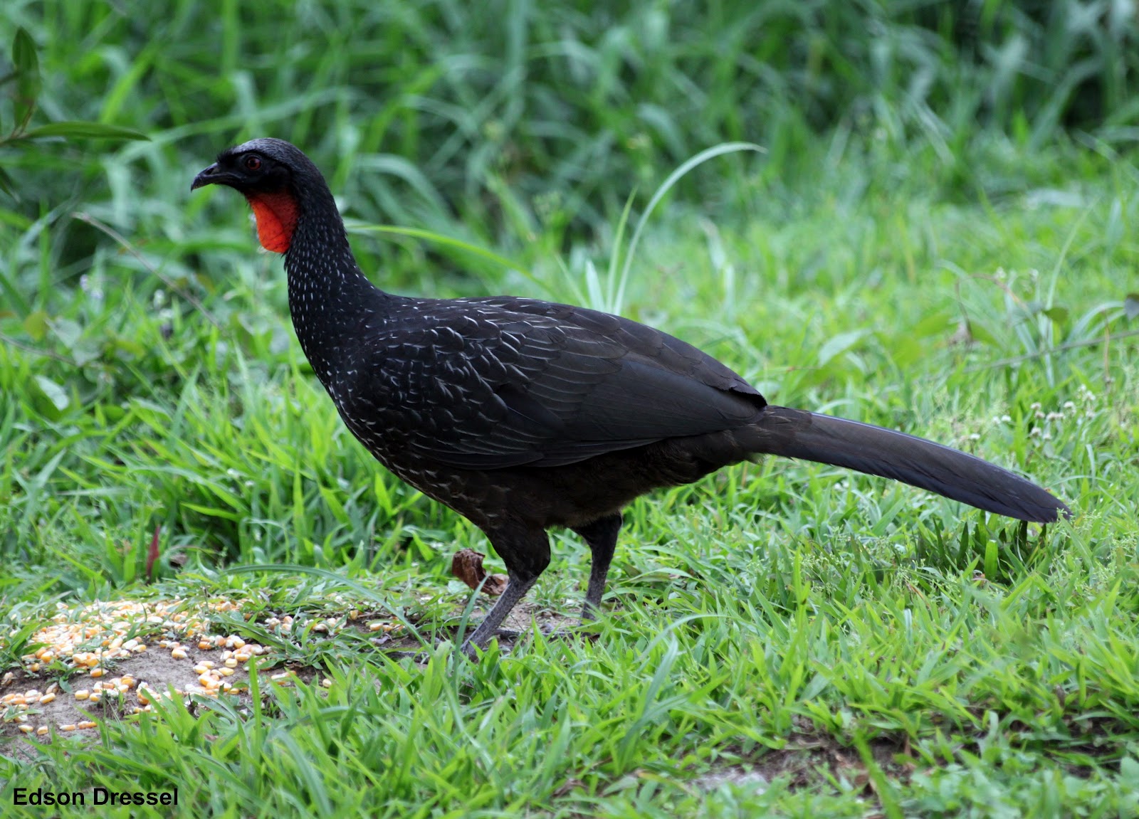 COAMA - Clube dos Observadores de Aves da Mata Atlântica - Joinville ...