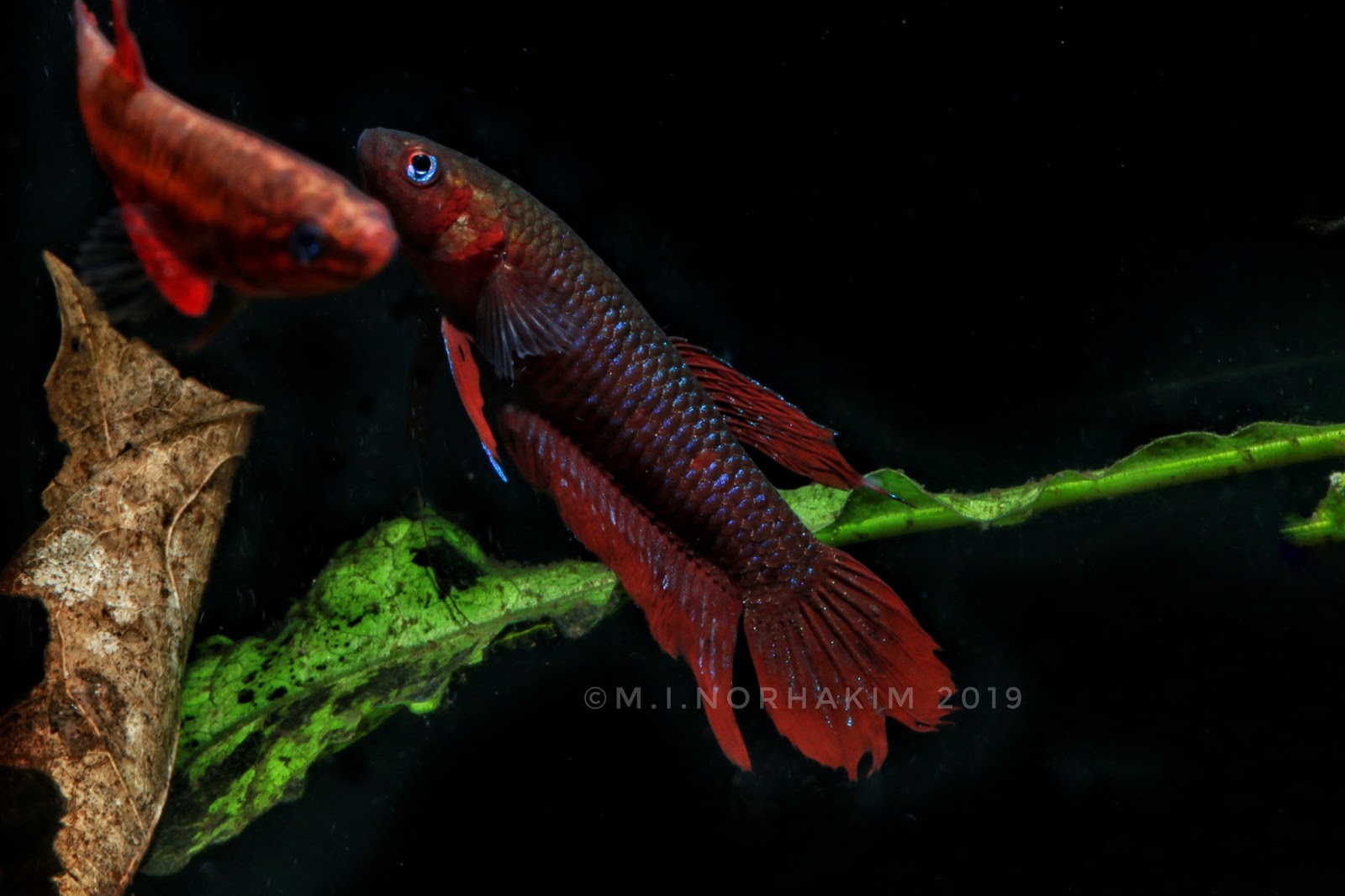 Berita TV Malaysia: Betta livida