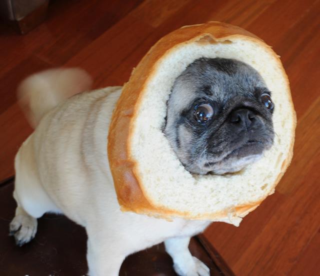Lovely pug with bread crown. - Pic Zic