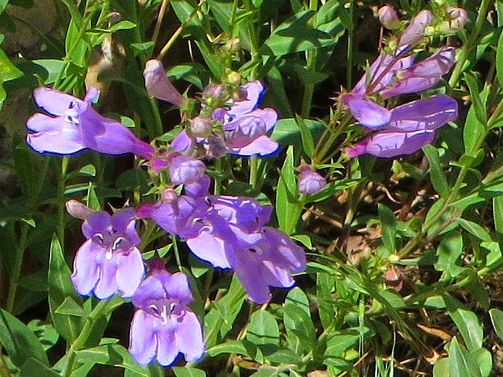 Wasatch Wildflowers: Wasatch Beardtongue (Penstemon cyananthus)