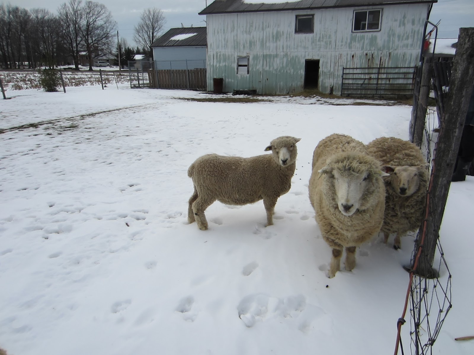 The Farmer: Lady Mary
