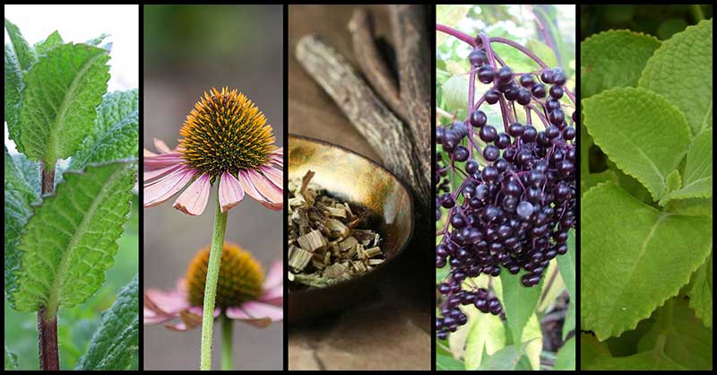 Must-Try Herbs That Have Antiviral Properties | Dr Farrah MD