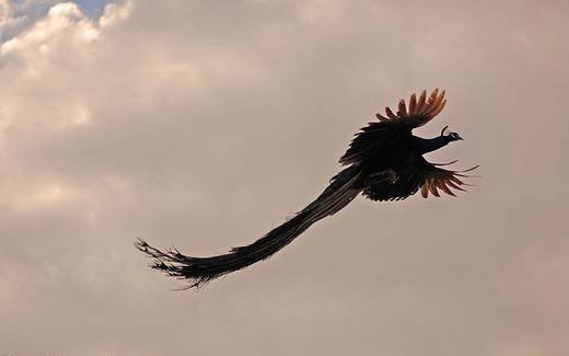 TELUGU WEB WORLD: Look at the National Bird of India - THE PEACOCK ...