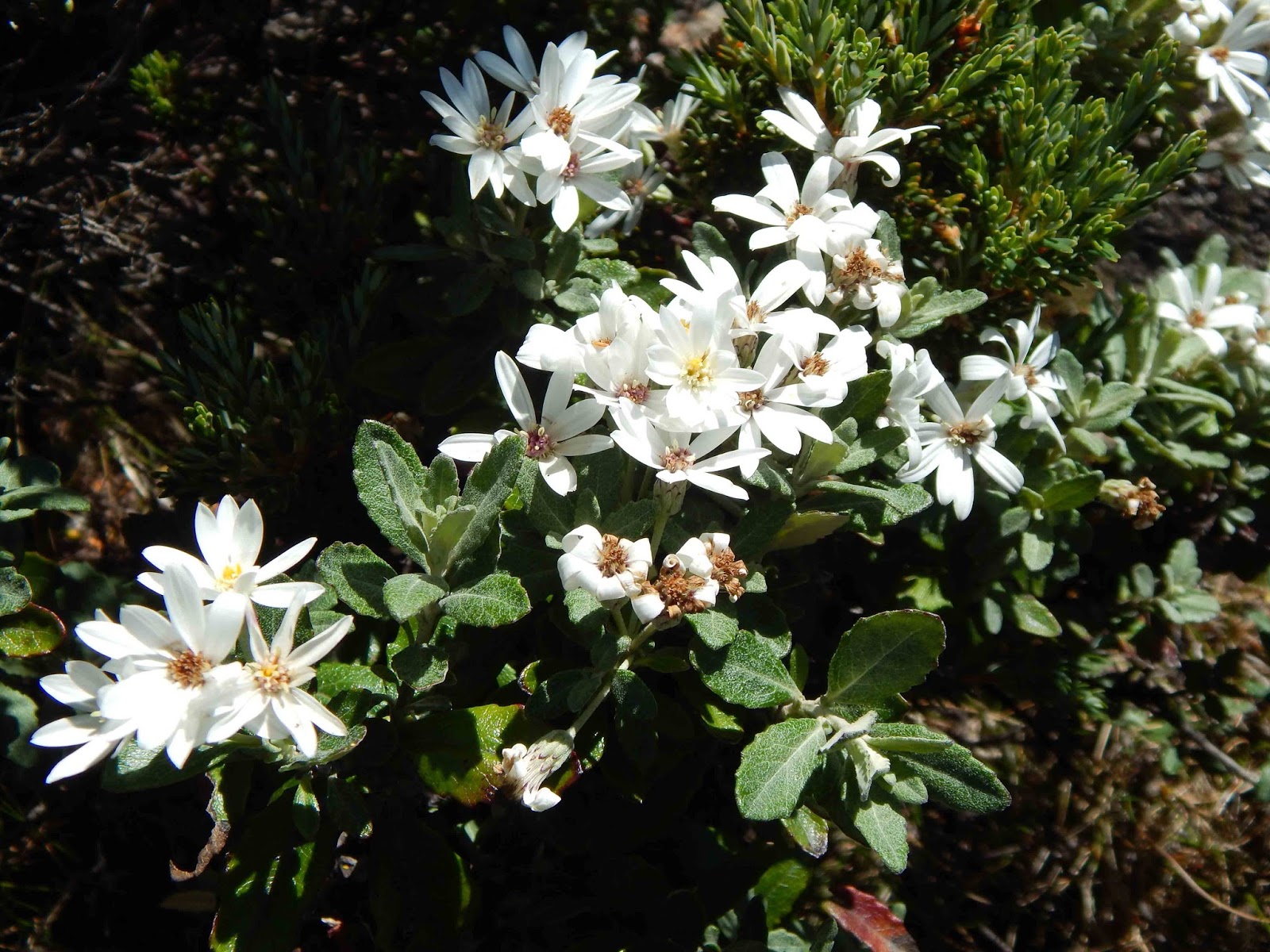 The Plant Addict: High Country Plants from Tasmania