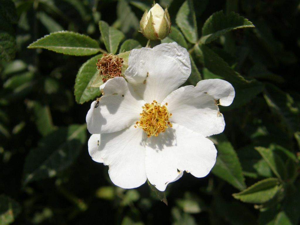 Flora de Puerto Rico Ilustrada Papo Vives: ROSACEAE ROSA SEMPERVIRENS