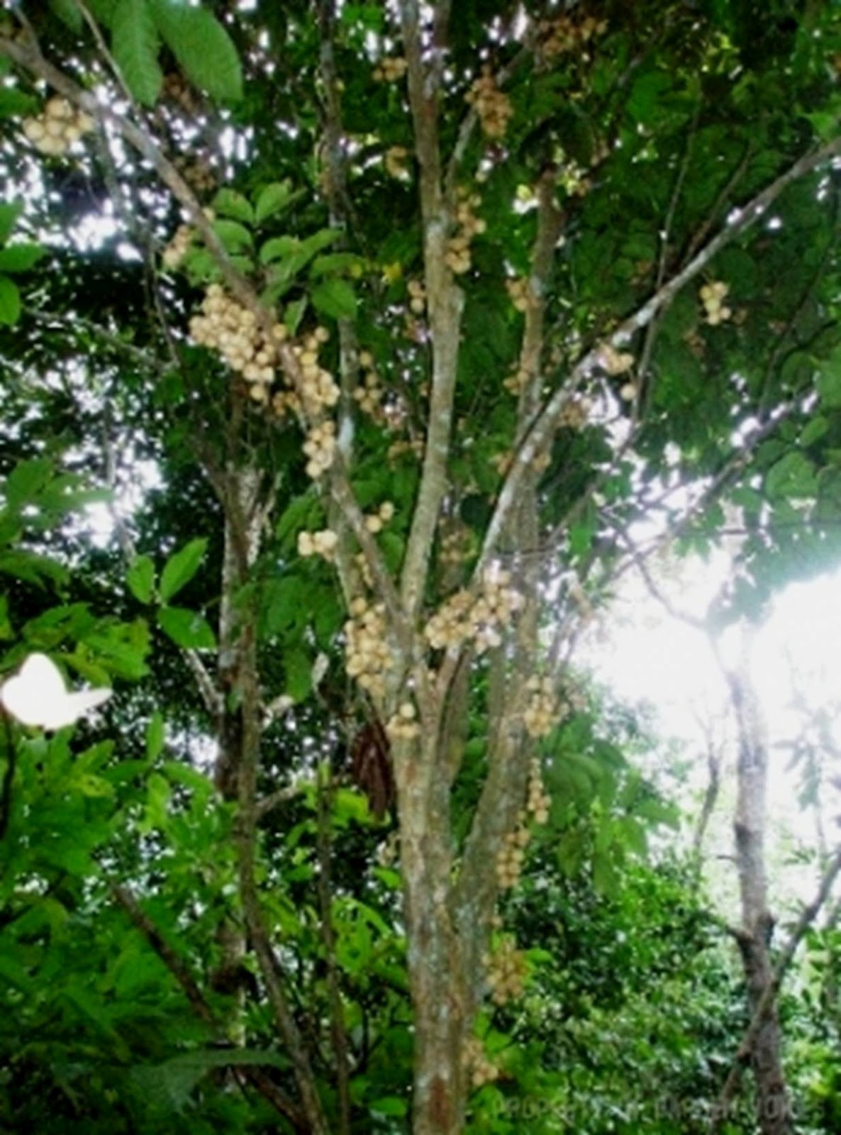 GEOGRAFI-IWAN: PERSEBARAN FLORA DAN FAUNA DI INDONESIA