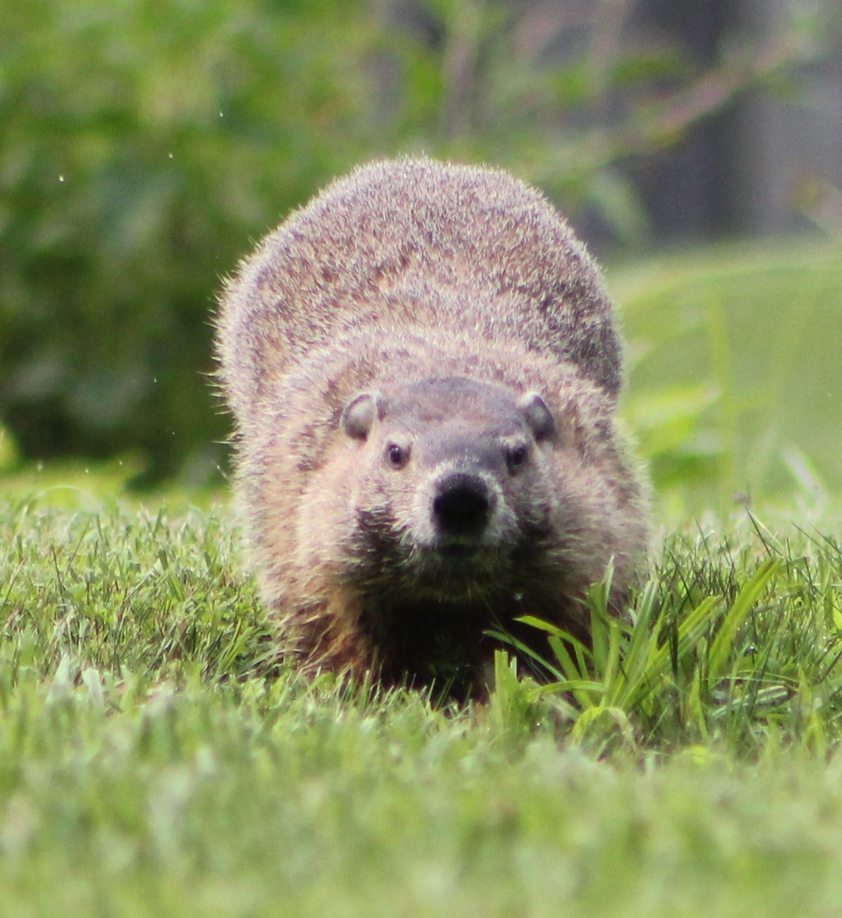 Beyond My Garden: Groundhog Morning