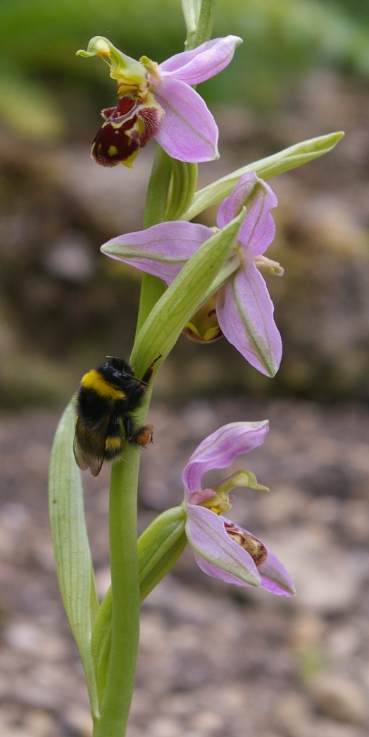 Bee orchid with bumblebee